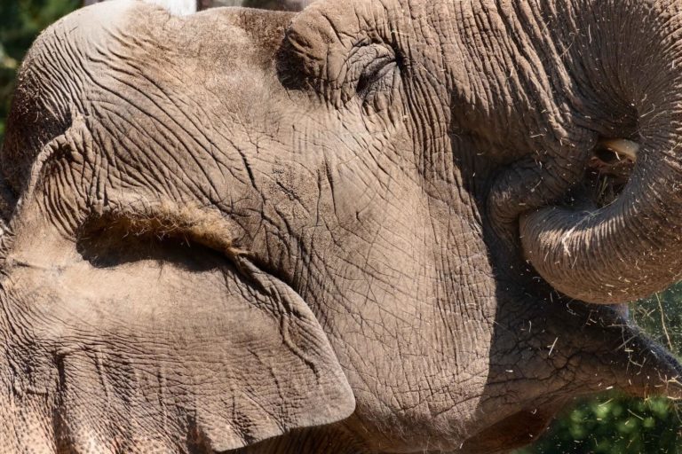 Diet & Nutrition of Elephants - The Elephant Guide