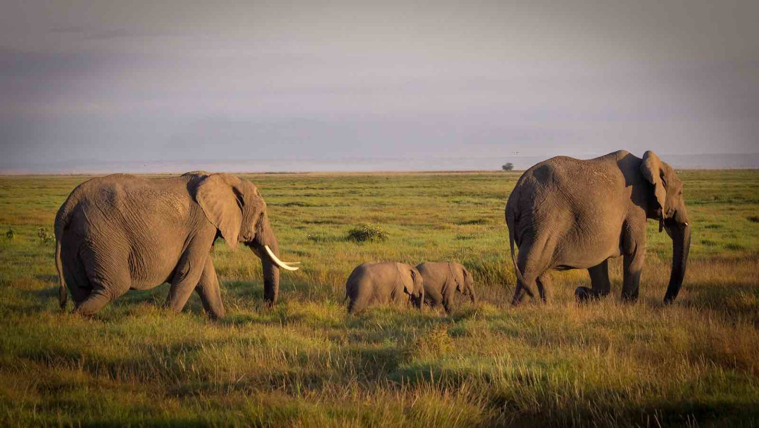 Elephant herd and social behavior - The Elephant Guide