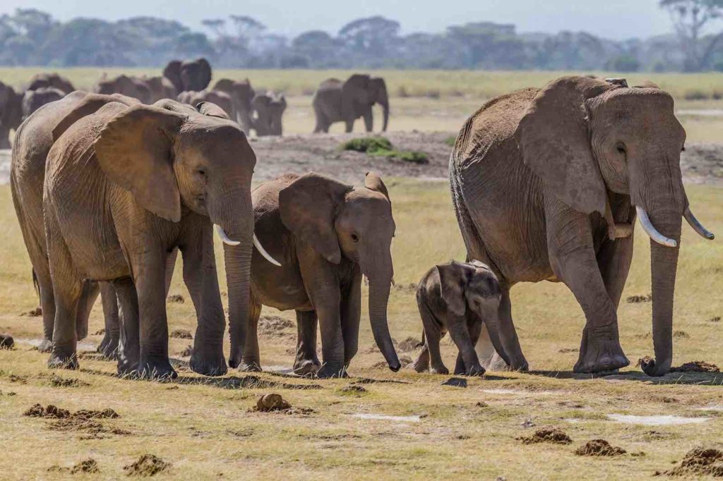 Elephant herd and social behavior - The Elephant Guide