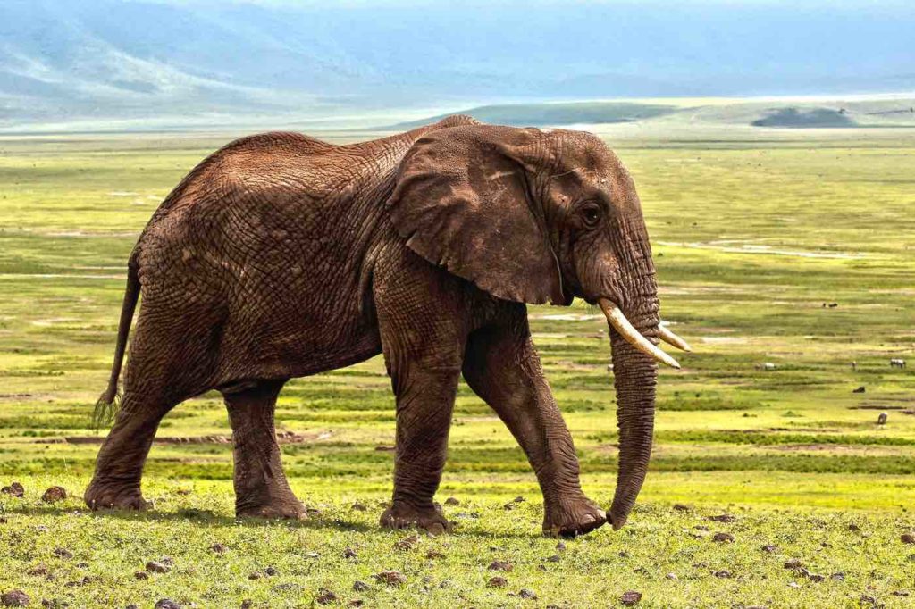 Everything you need to know about Adopting an Elephant - The Elephant Guide