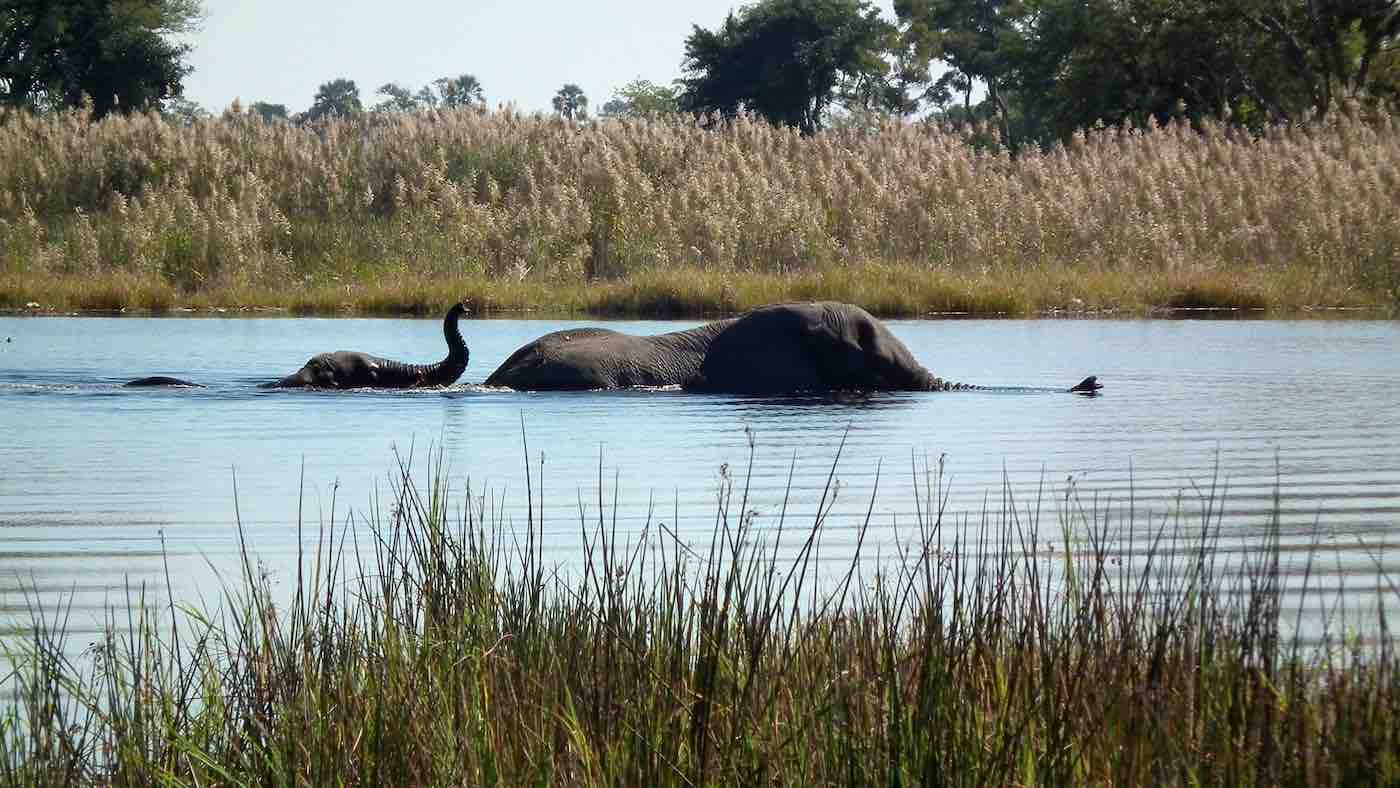 Can Elephants swim? They even swim underwater! - The Elephant Guide