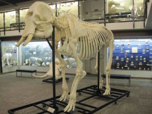 How Many Bones Does An Elephant Have? - The Elephant Guide