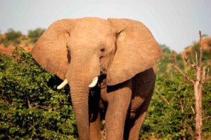 Why Do Elephants Flap Their Ears? - The Elephant Guide