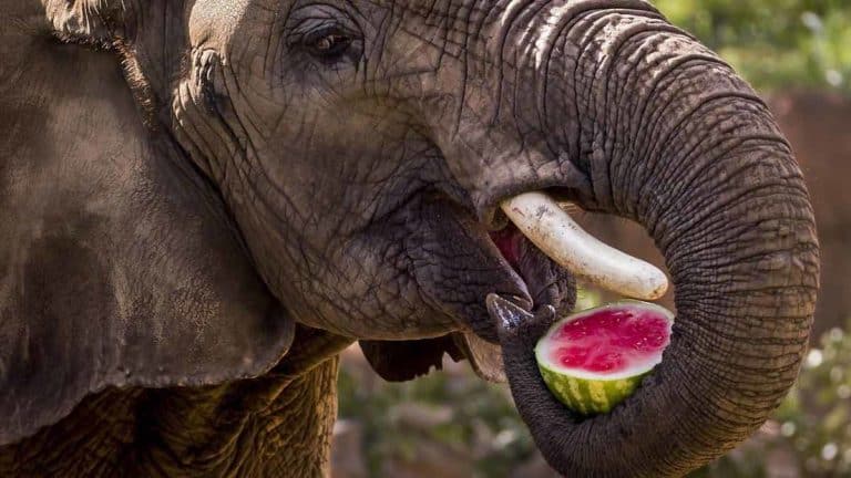 Diet & Nutrition of Elephants - The Elephant Guide