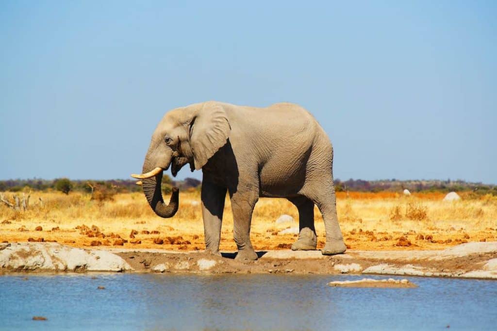 Best places to see Elephants in Botswana - The Elephant Guide
