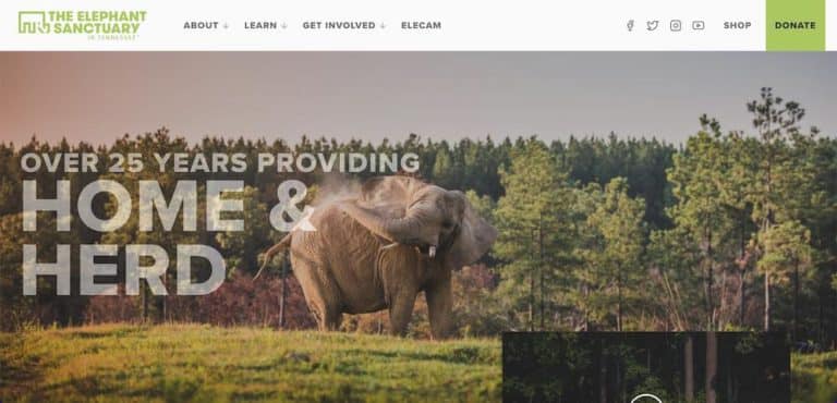 Best Elephant experience in US - The Elephant Guide