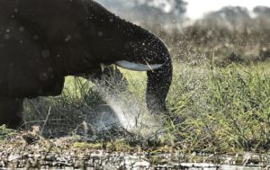 Everything You Need To Know About Elephants And Water
