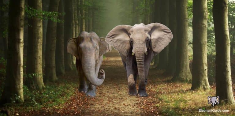 What are the Differences Between African Elephant and Asian Elephants ... What are the Differences Between African Elephant and Asian Elephants ...