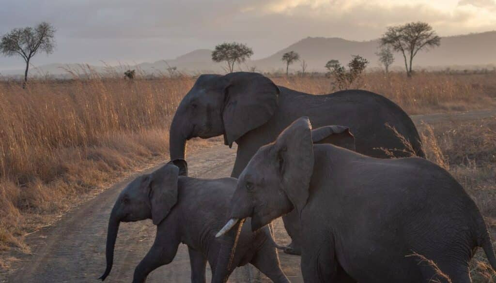 Best Places To See Elephants In Tanzania - The Elephant Guide