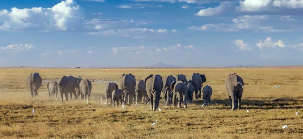 Elephant Behaviors - The Elephant Guide