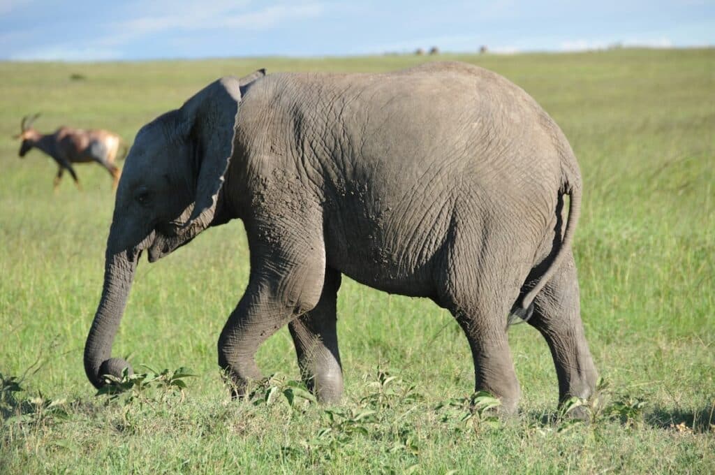 Borneo Pygmy Elephants: Where to See Them & Facts